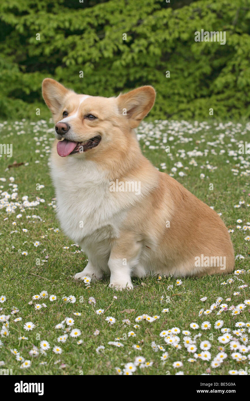 Corgi Full Grown