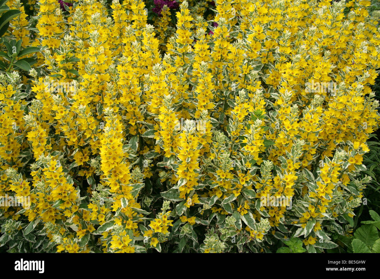 Variegated or Spotted Yellow Loosestrife, Circle Flower 'Alexander ...