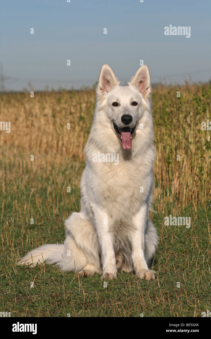 White Swiss Shepherd sitting on a meadow Stock Photo - Alamy