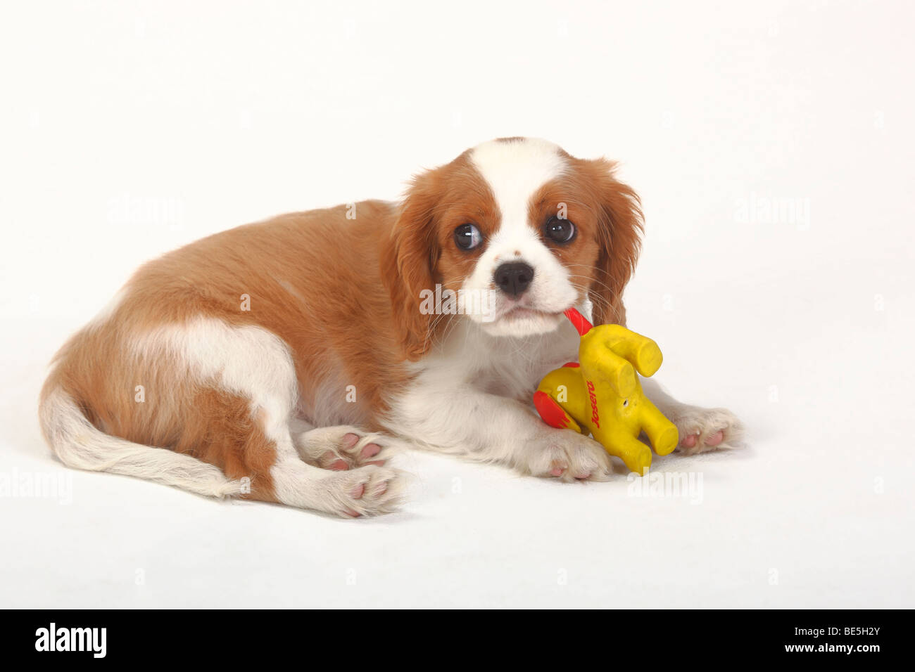 Cavalier King Charles Spaniel, puppy, blenheim, 10 weeks, with toy ...