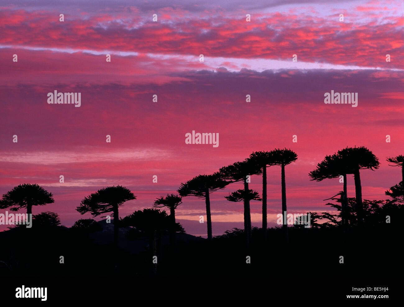 Araucaria trees, Patagonia, Lake District, Chile, South America Stock ...