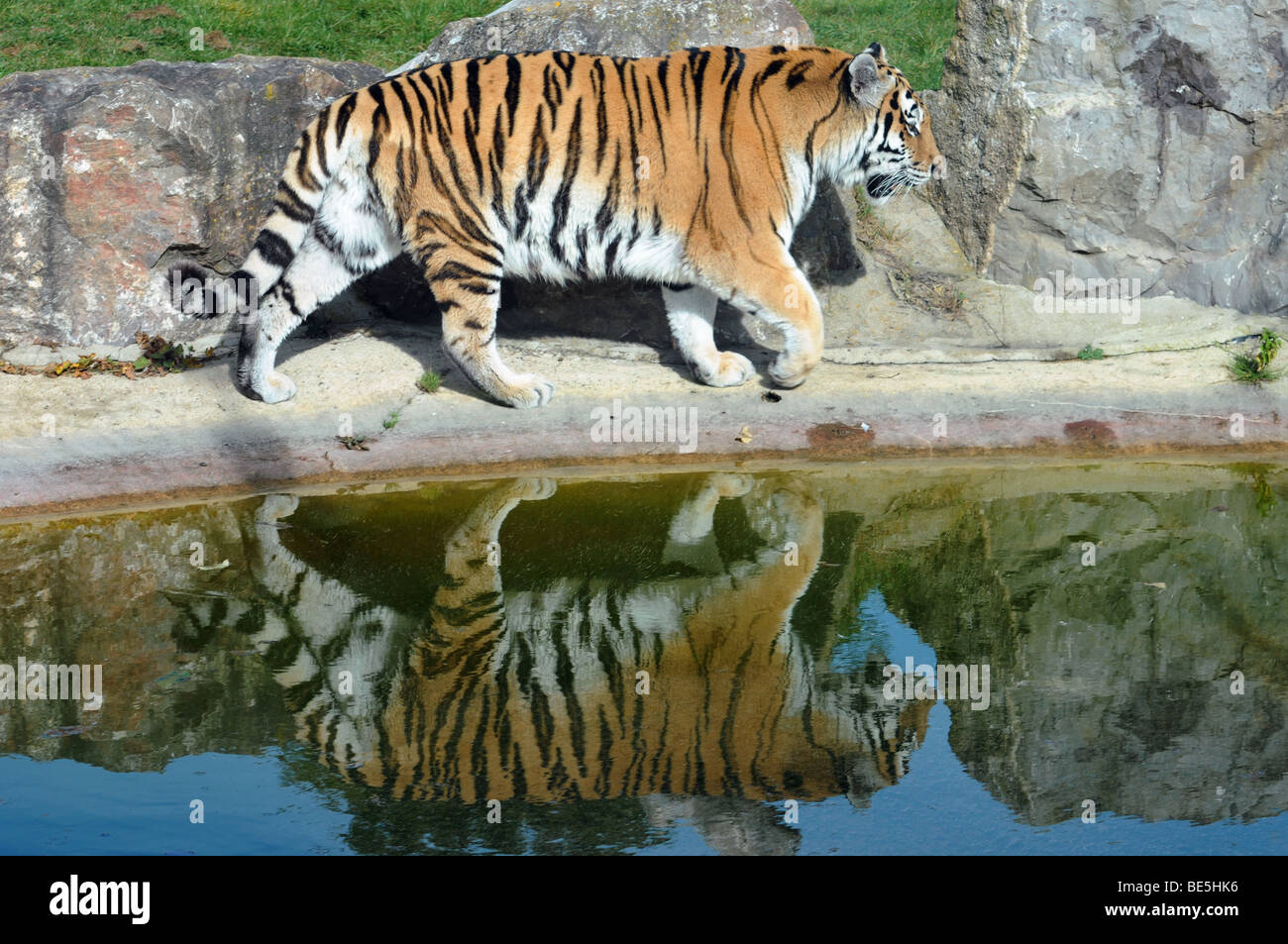 Amur (Siberian) tiger reflected in pool Stock Photo - Alamy
