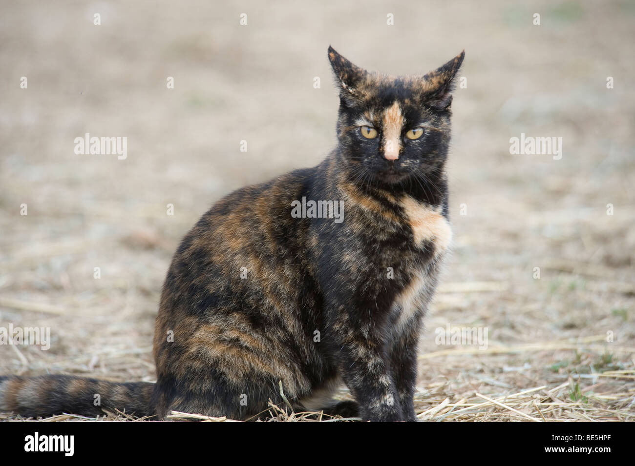 Calico barn cat sitting in straw Stock Photo - Alamy