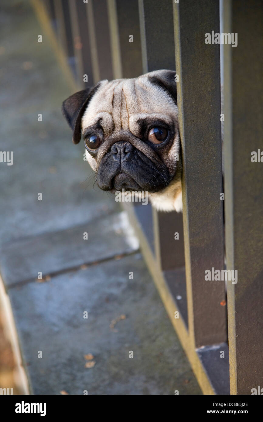 A young pug wedges his head through a balcony grille to look out Stock ...