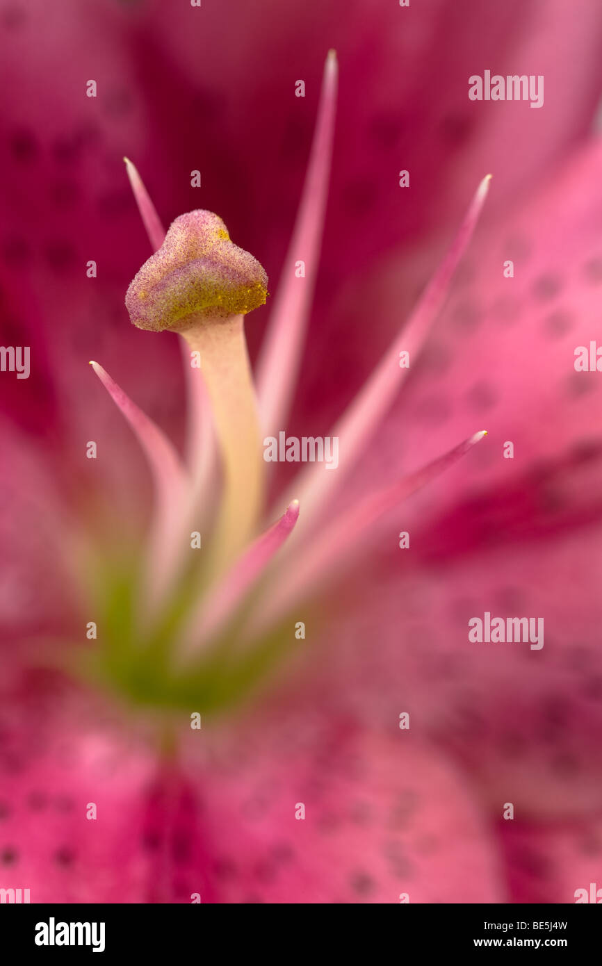 Botanic lilly hi-res stock photography and images - Alamy