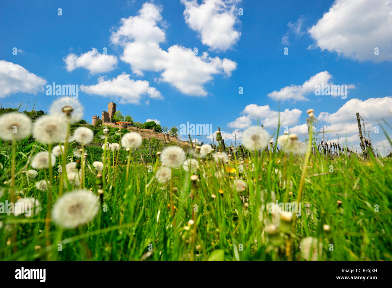Naturpark pfaelzerwald hi-res stock photography and images - Alamy