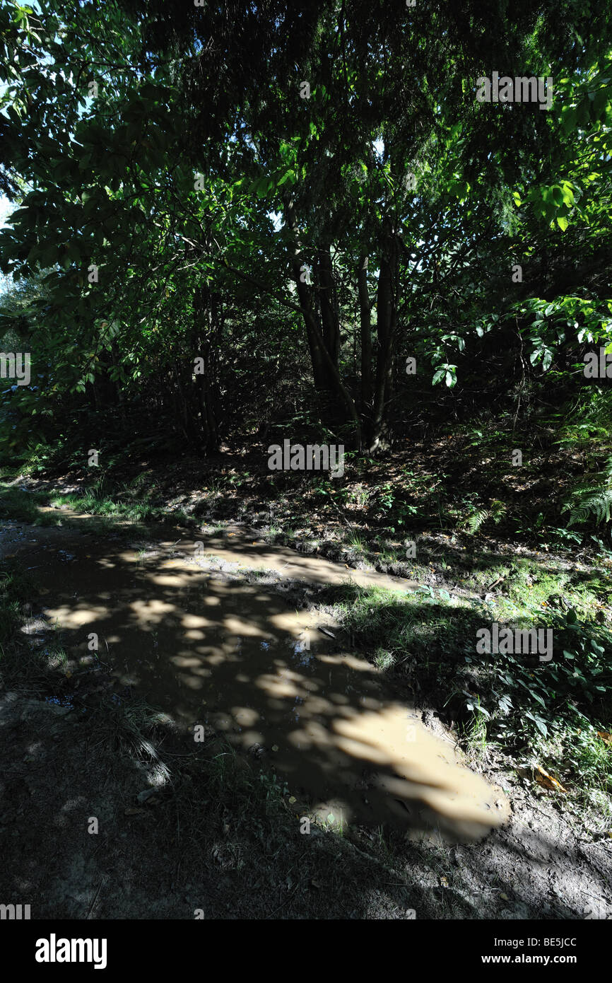 Dappled sunlight on path hi-res stock photography and images - Alamy