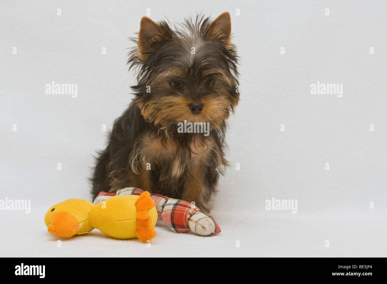 Old world breed hi-res stock photography and images - Alamy