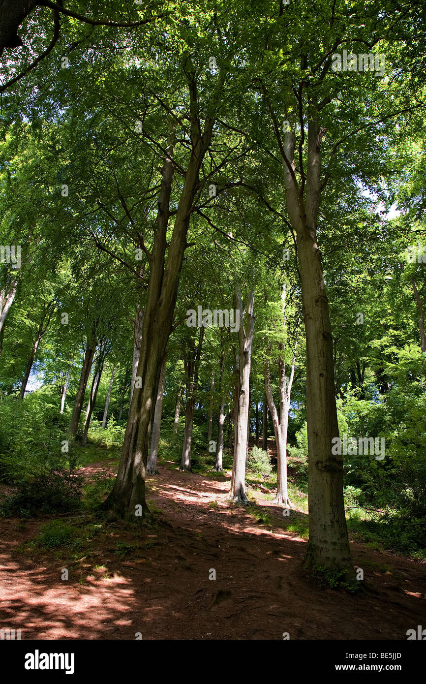 Beech wood in summer Stock Photo - Alamy