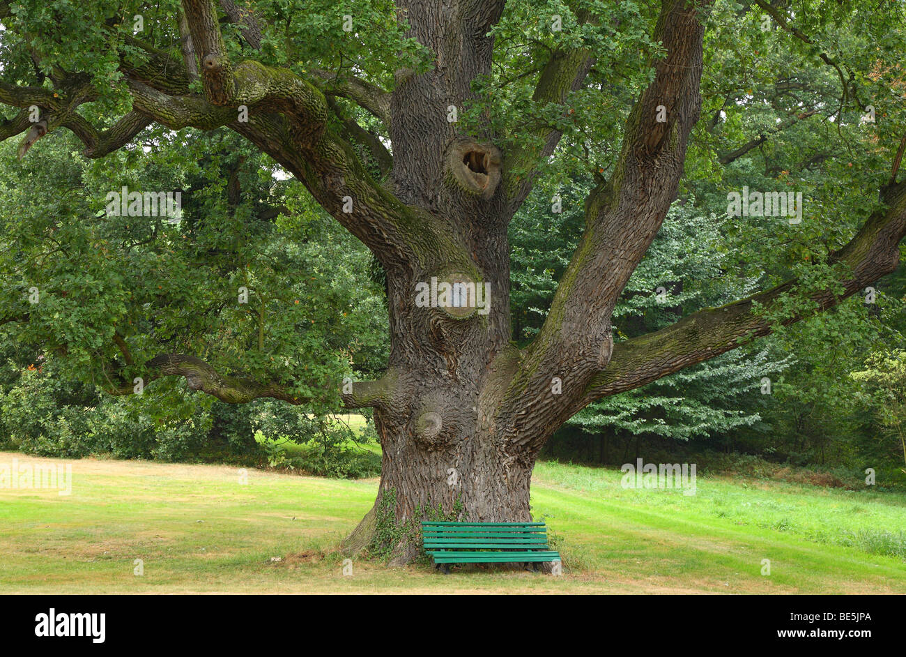 Very old oak tree Quercus robur Stock Photo - Alamy