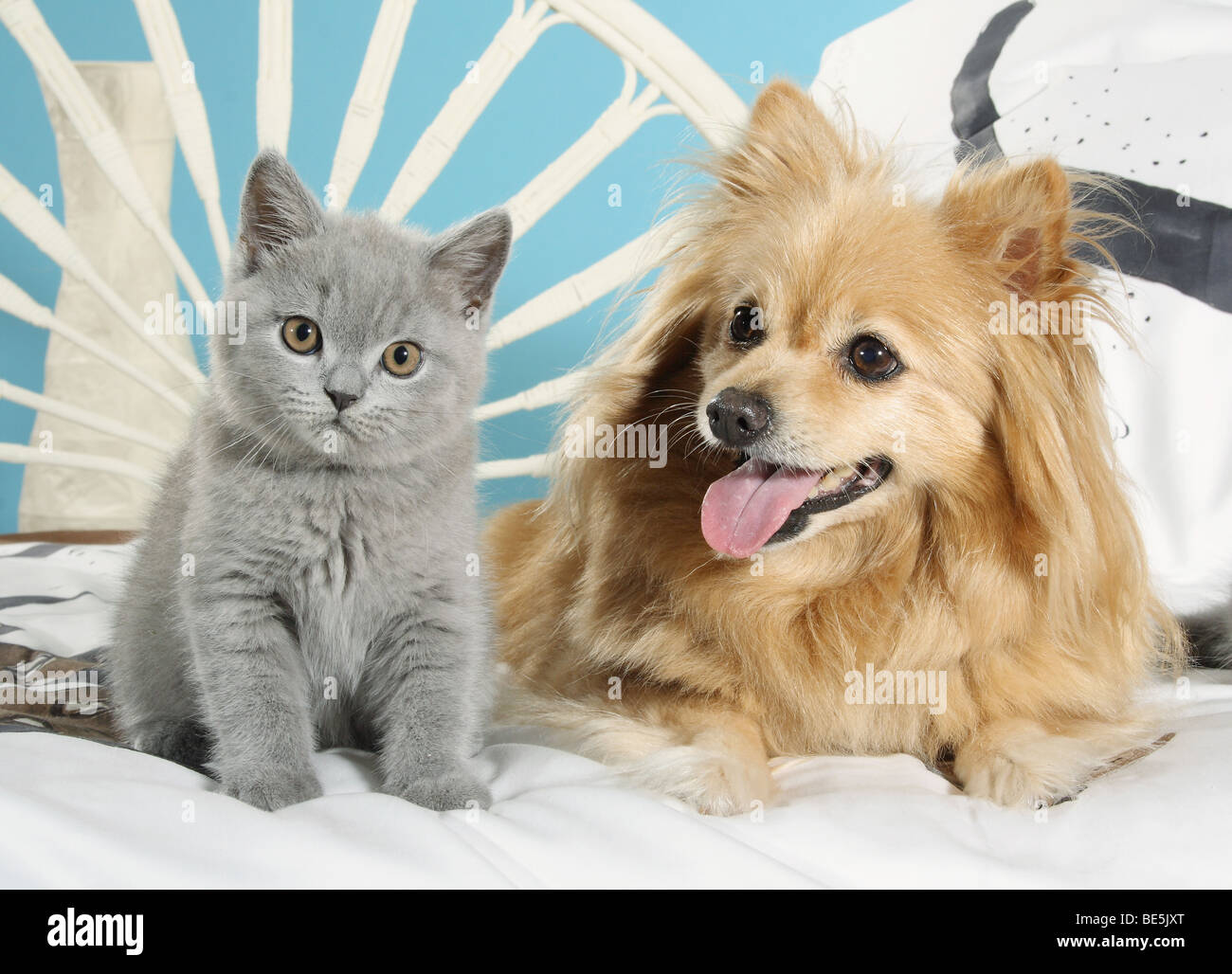 Animal friendship between dog and cat: British Shorthair kitten and ...