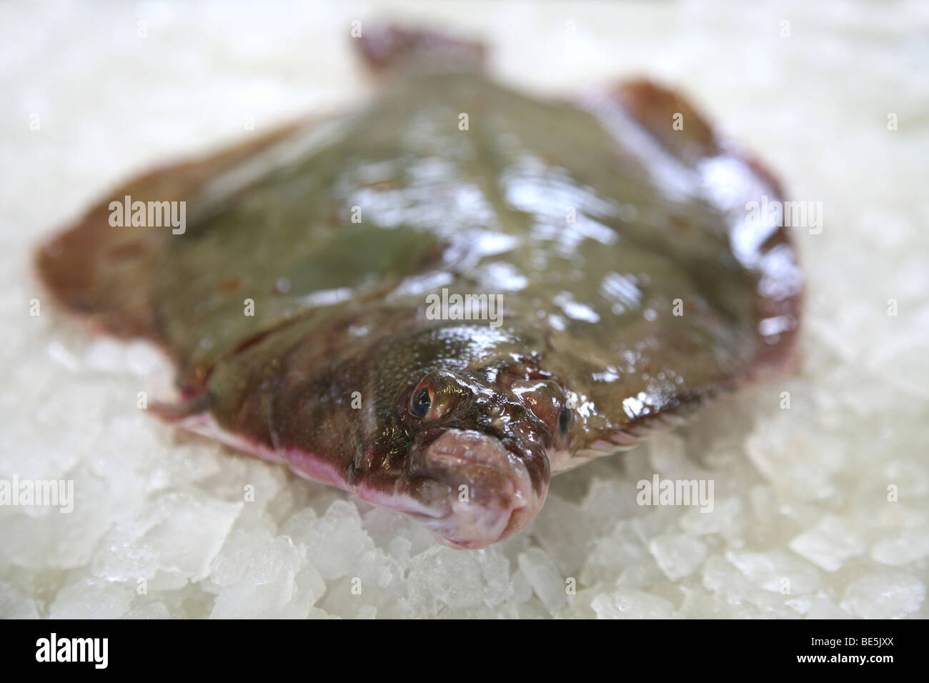 grumpy fish on ice at fishmongers Plymouth Stock Photo - Alamy