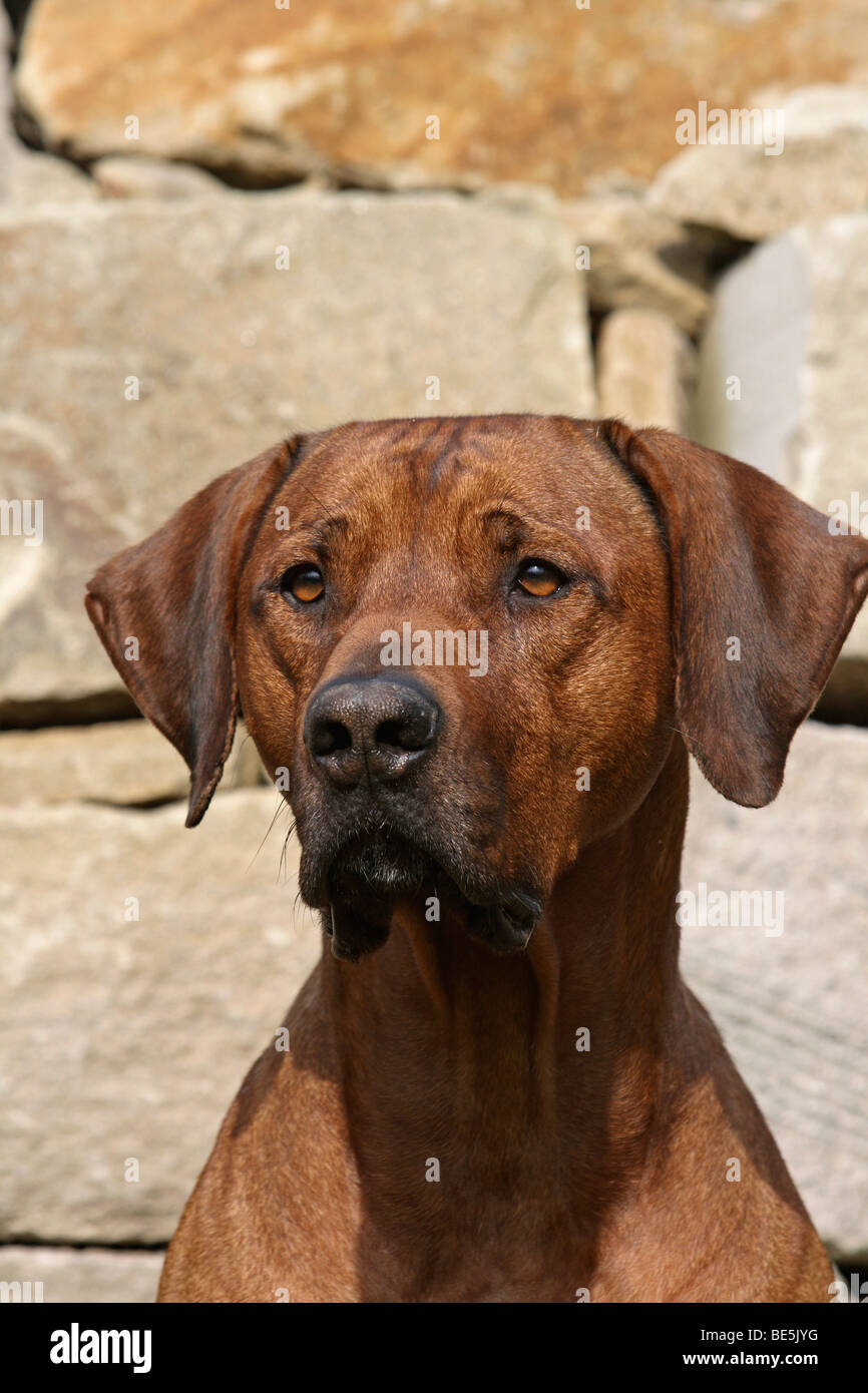 Rhodesian Ridgeback, male, portrait Stock Photo - Alamy