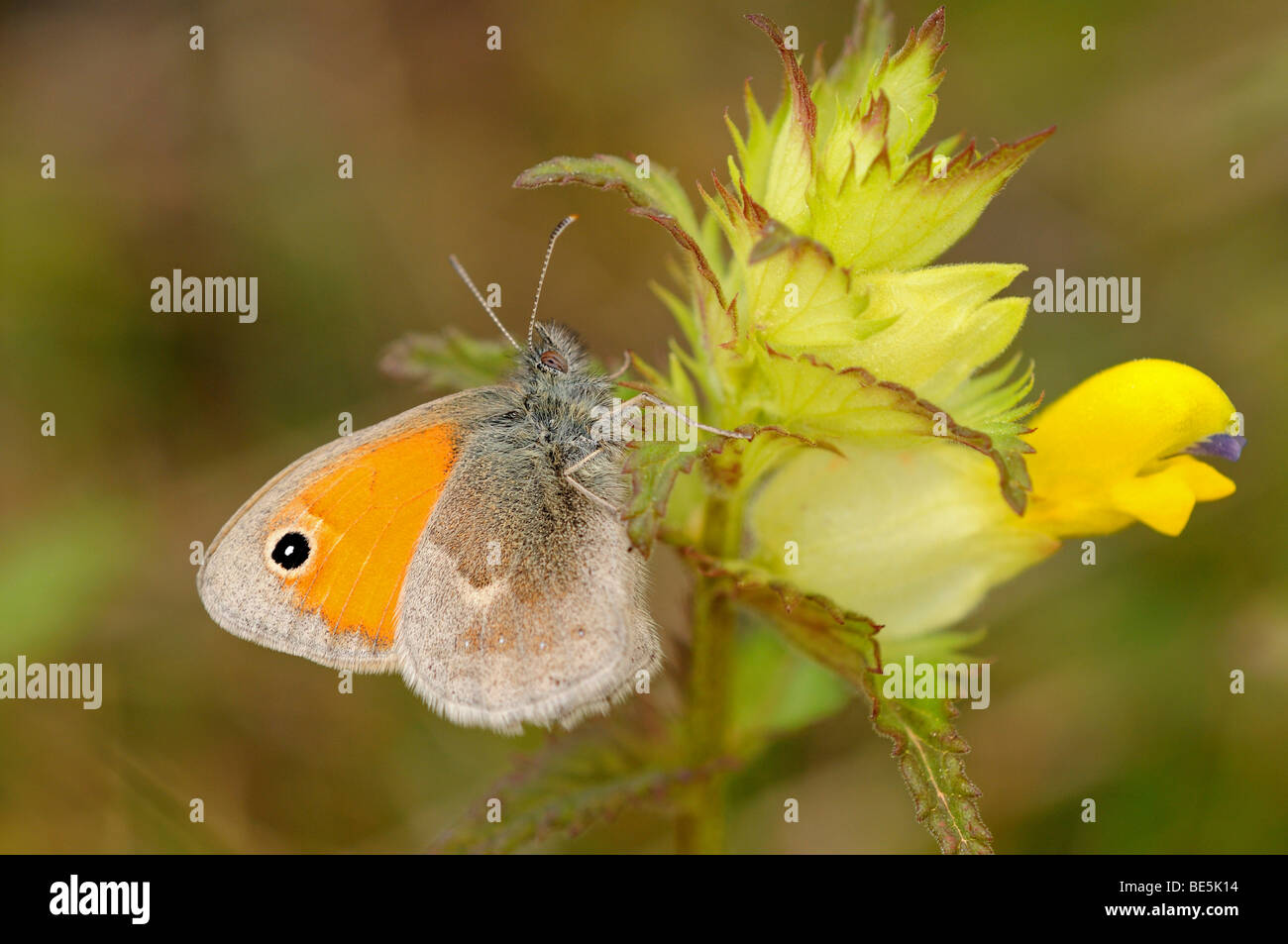 Small Heath Moth High Resolution Stock Photography and Images - Alamy