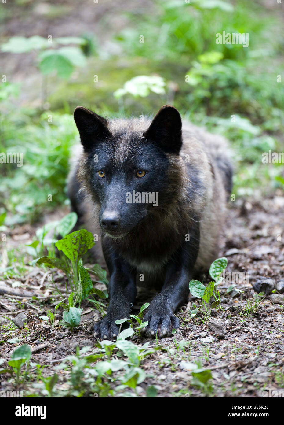 Eastern canadian wolf canis lycaon hi-res stock photography and images - Alamy