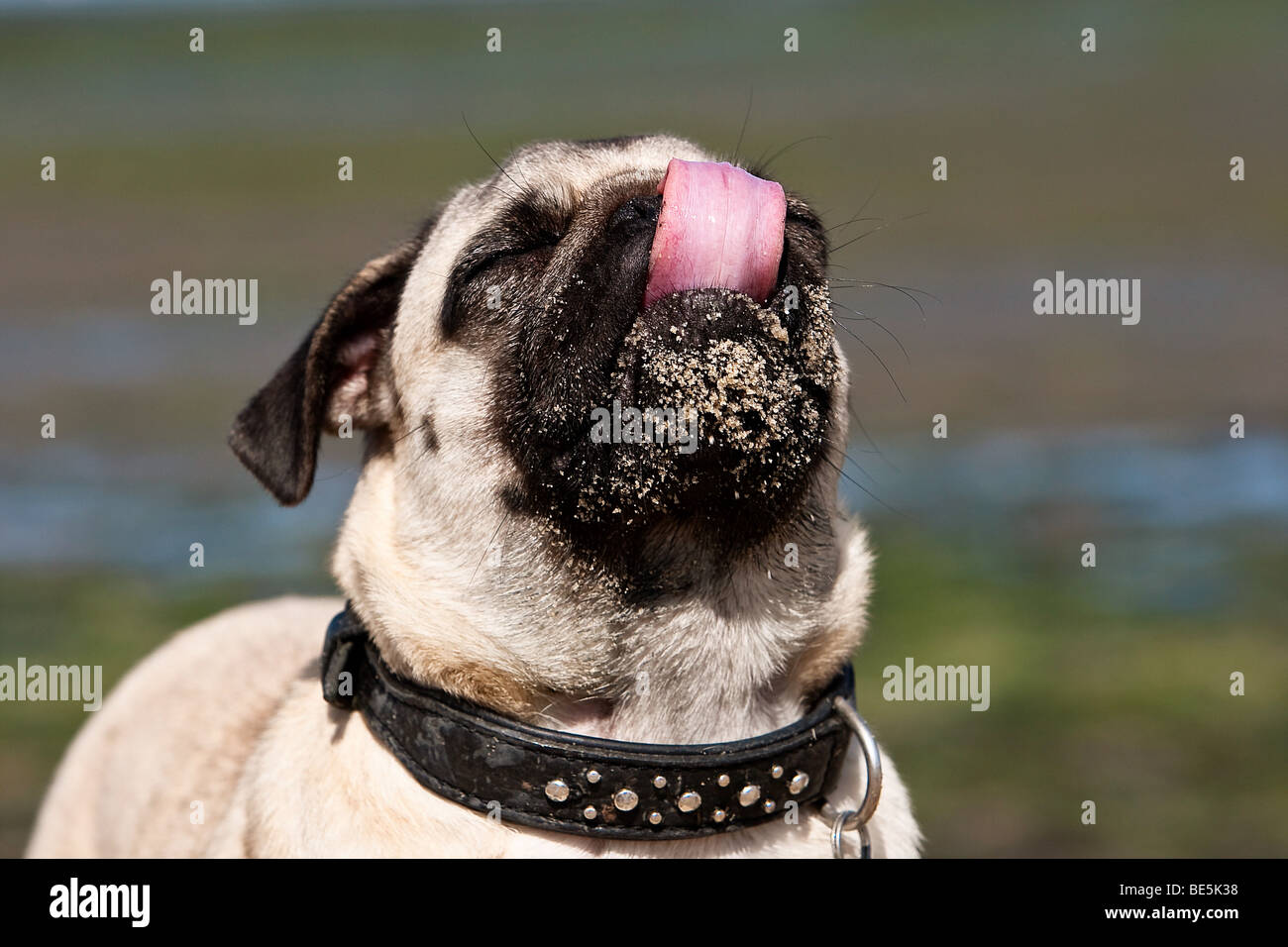 pug dog - puppy - portrait Stock Photo - Alamy
