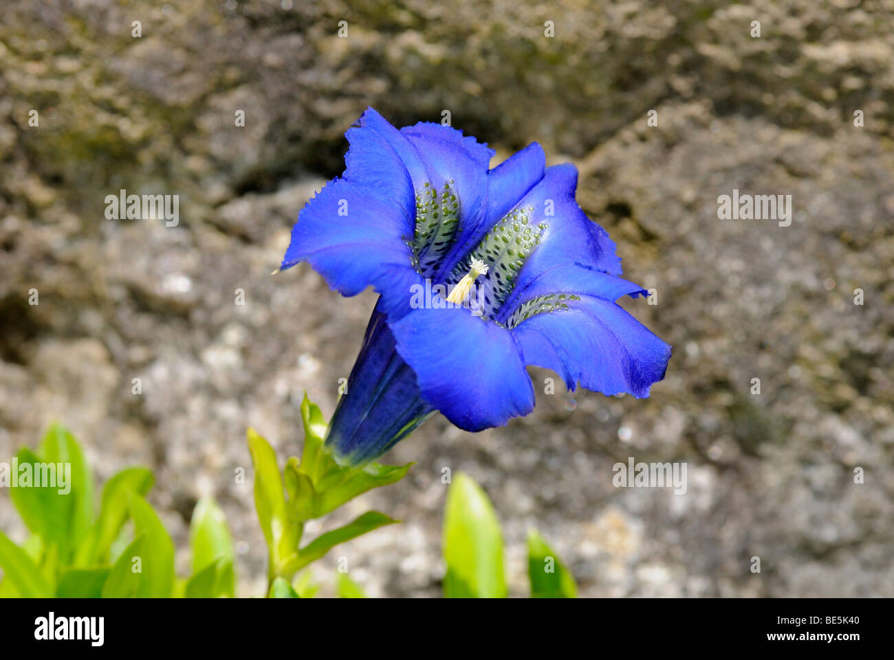 Blue Gentian High Resolution Stock Photography and Images - Alamy
