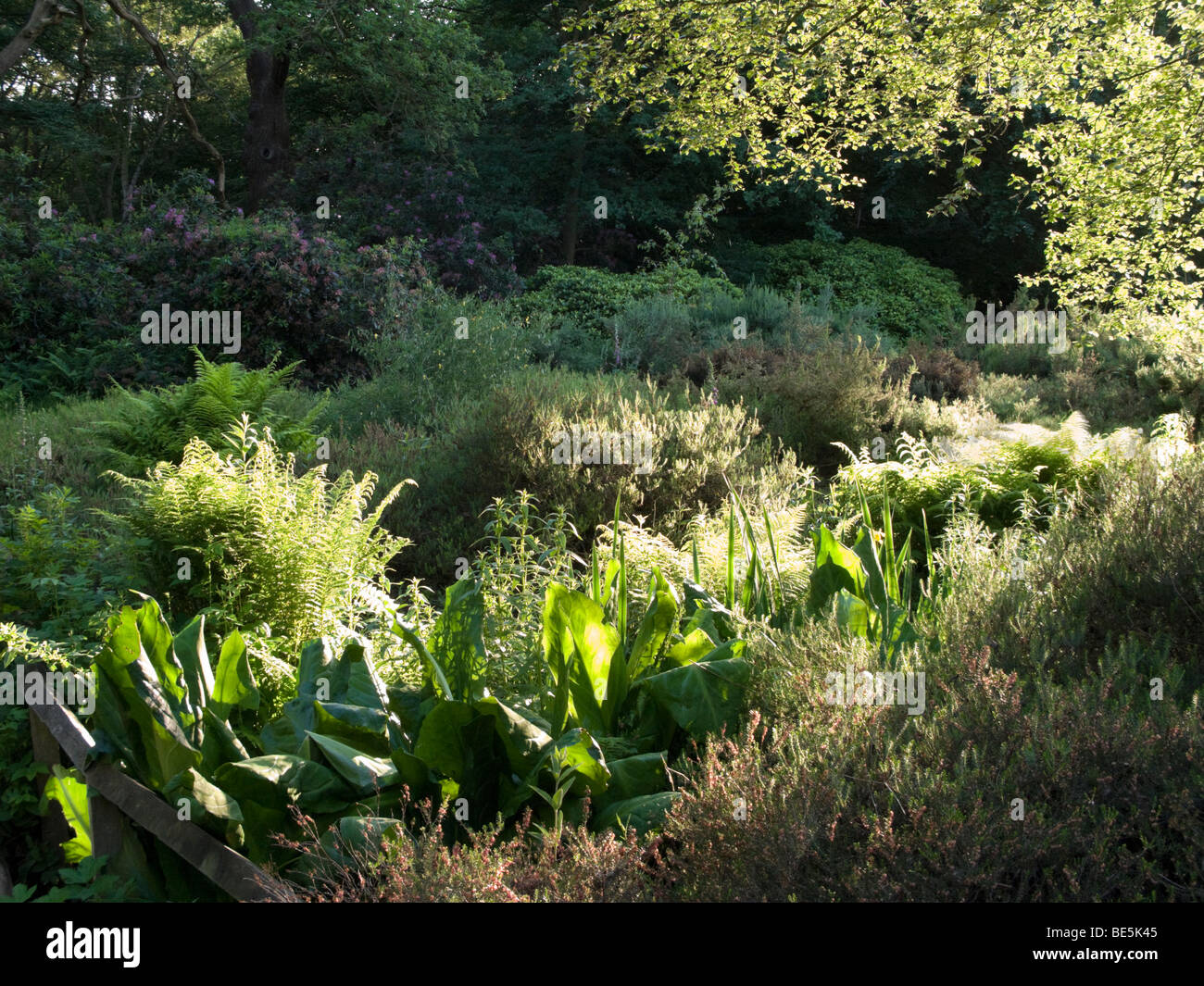 Isabella tree hi-res stock photography and images - Alamy