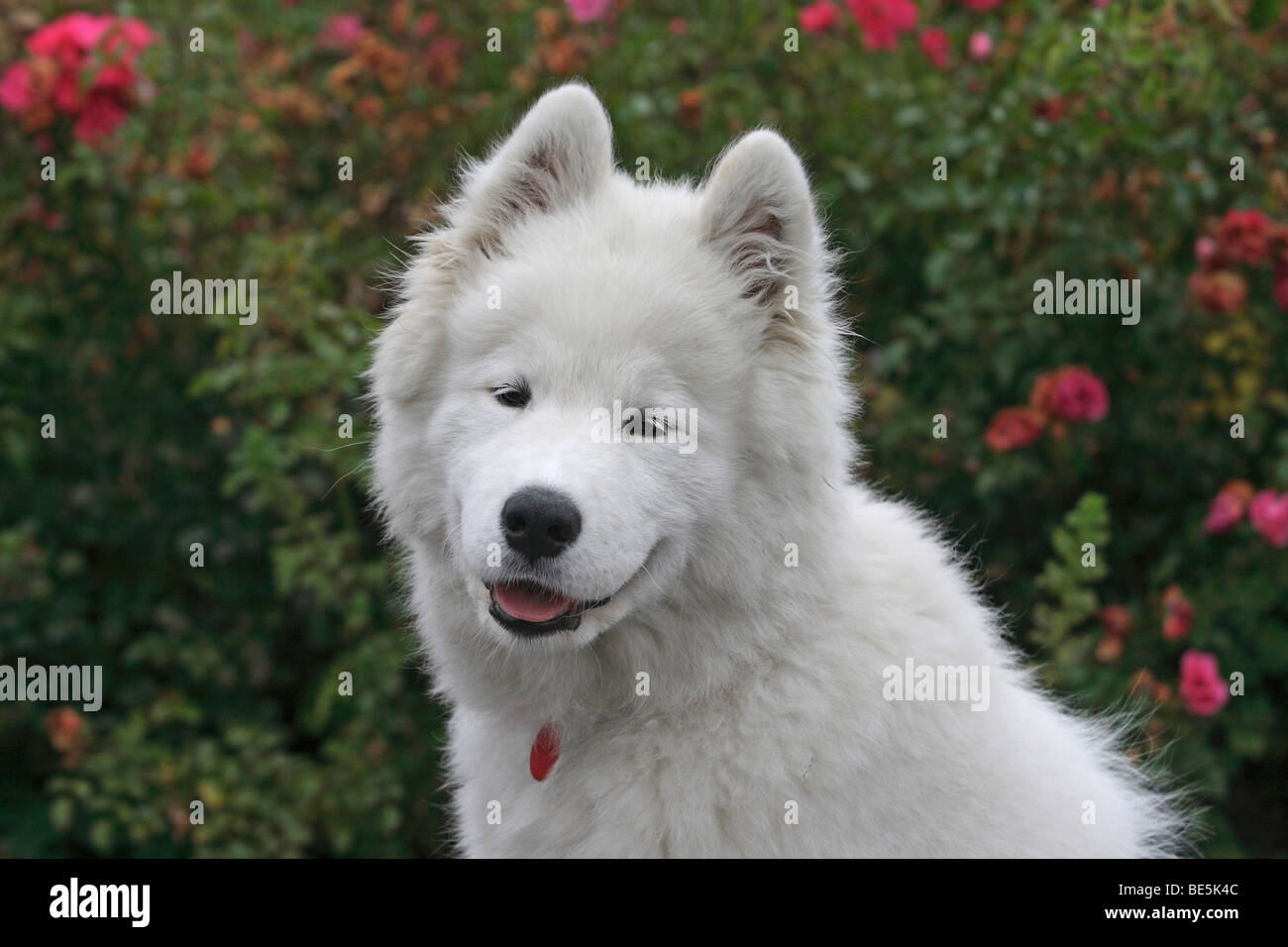 Samojede hi-res stock photography and images - Alamy