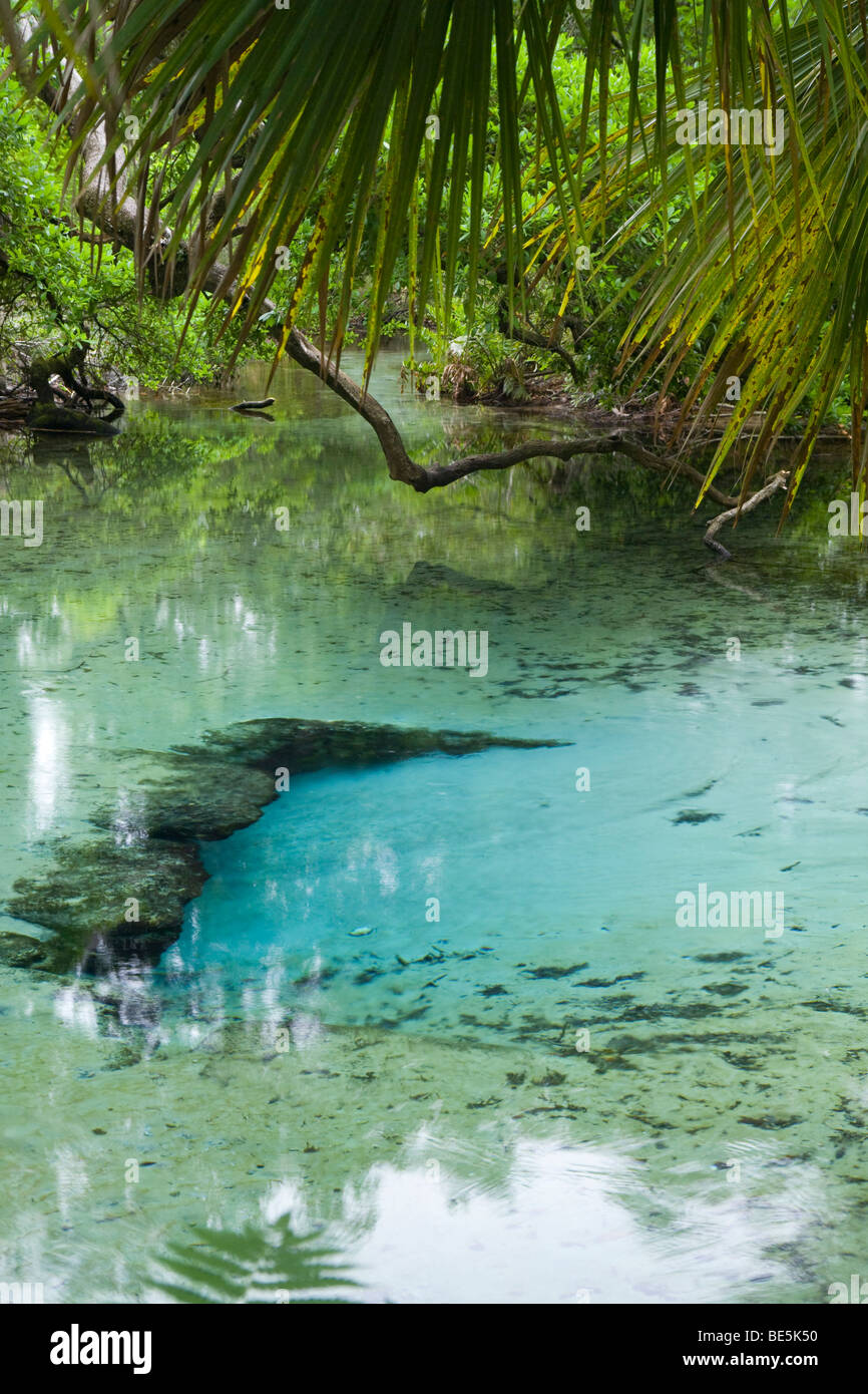Sweetwater spring ocala hi-res stock photography and images - Alamy