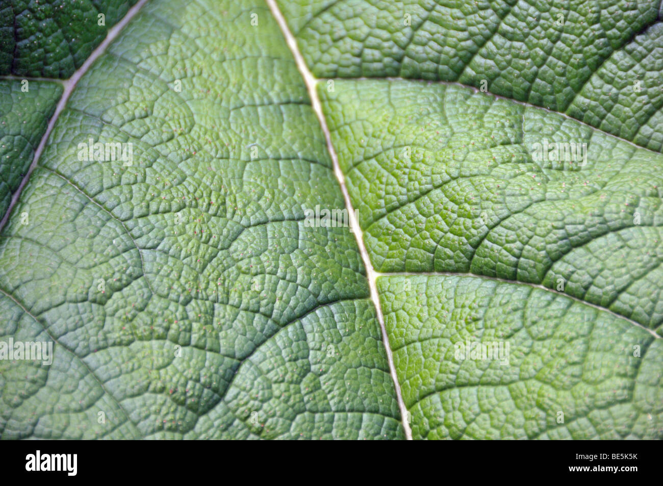 Chilean rhubarb (Gunnera tinctoria), Chile Stock Photo - Alamy