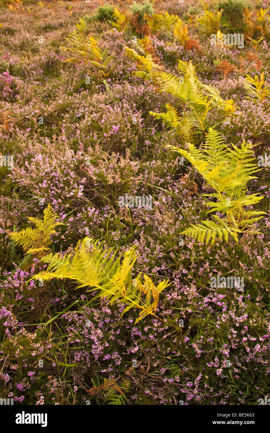 Ferns with Heather Stock Photo - Alamy
