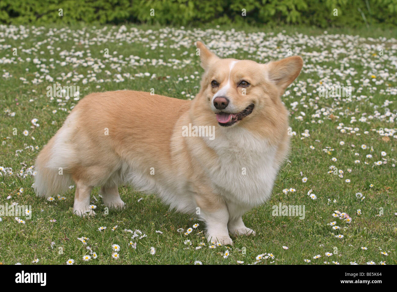 Pembroke Welsh Corgi standing on a meadow, sideways Stock Photo - Alamy