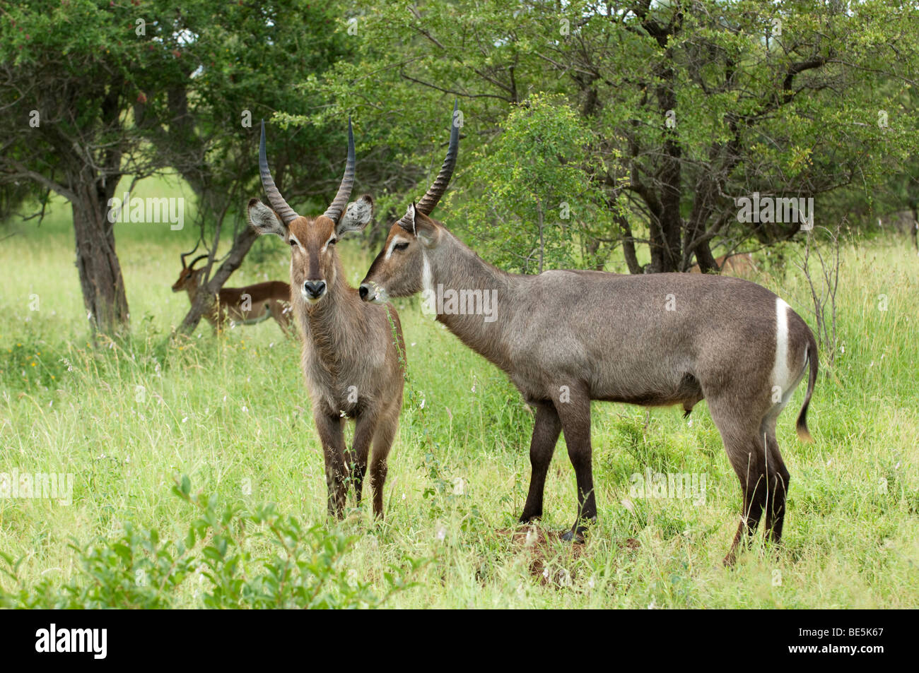 Kobus ellipsiprymnus ellipsiprymnus hi-res stock photography and images ...