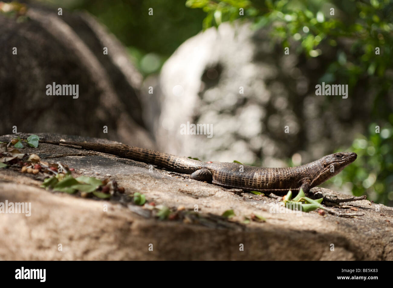 African plated lizard hi-res stock photography and images - Alamy