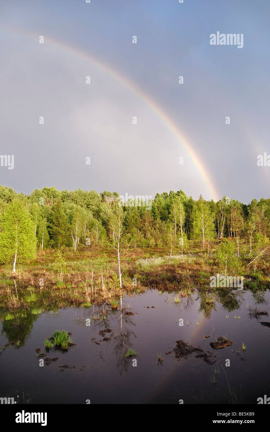 Spring in moorlands with heather on the edge of the Alps with rainbow ...