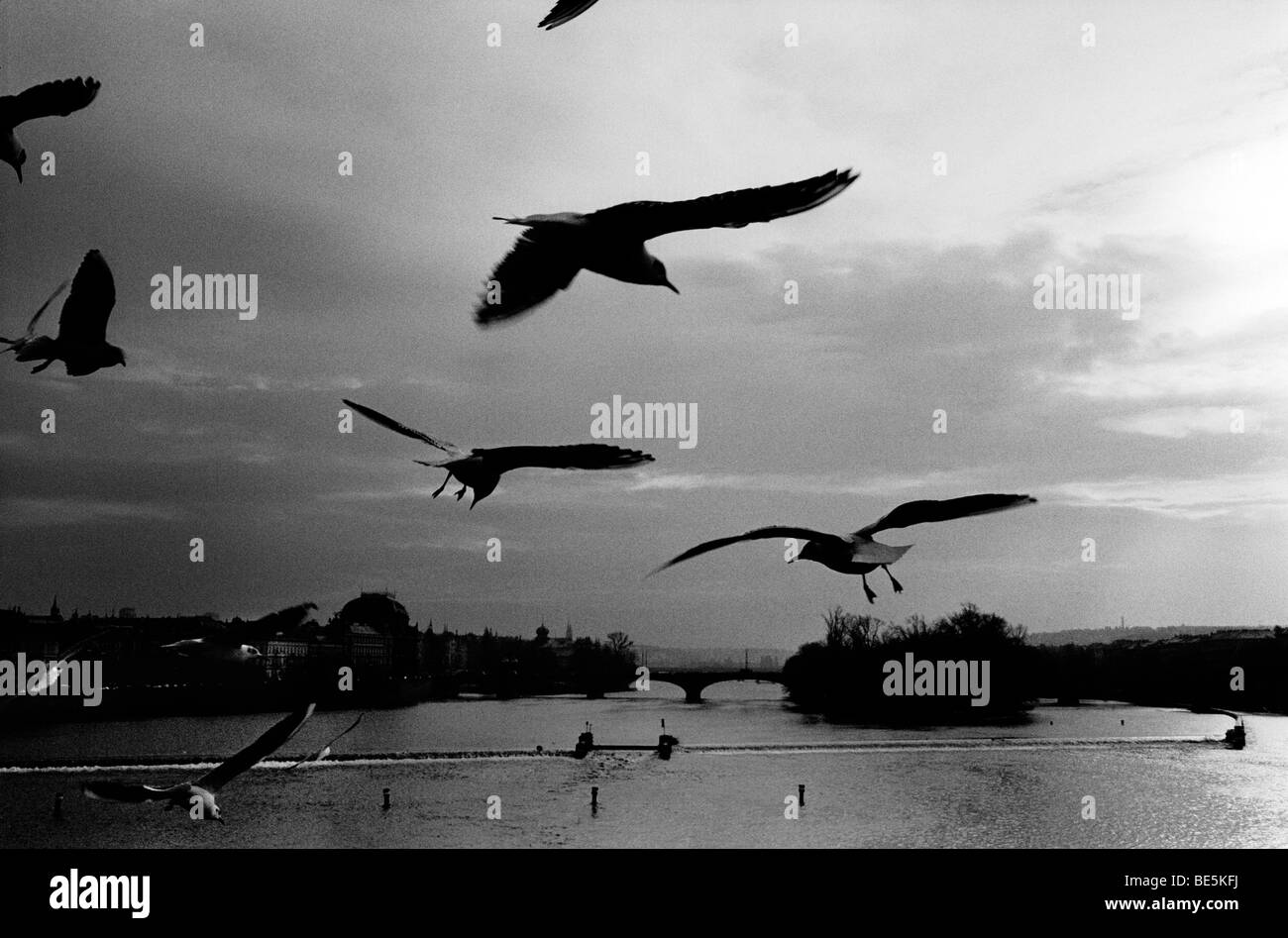 Prague birds Black and White Stock Photos & Images - Alamy