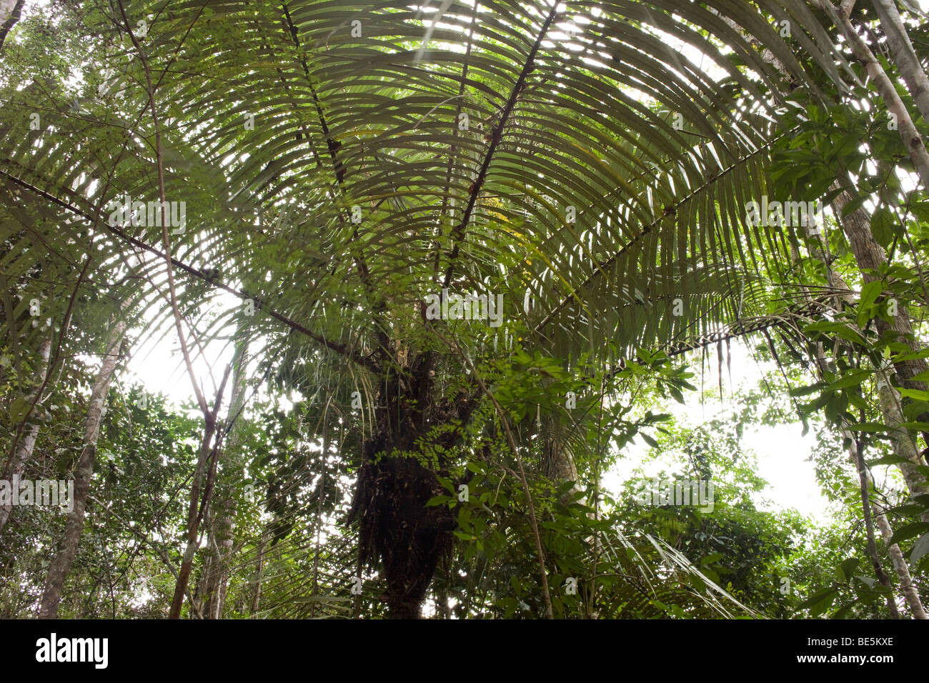 Palm tree branches spread out in a fan Stock Photo - Alamy