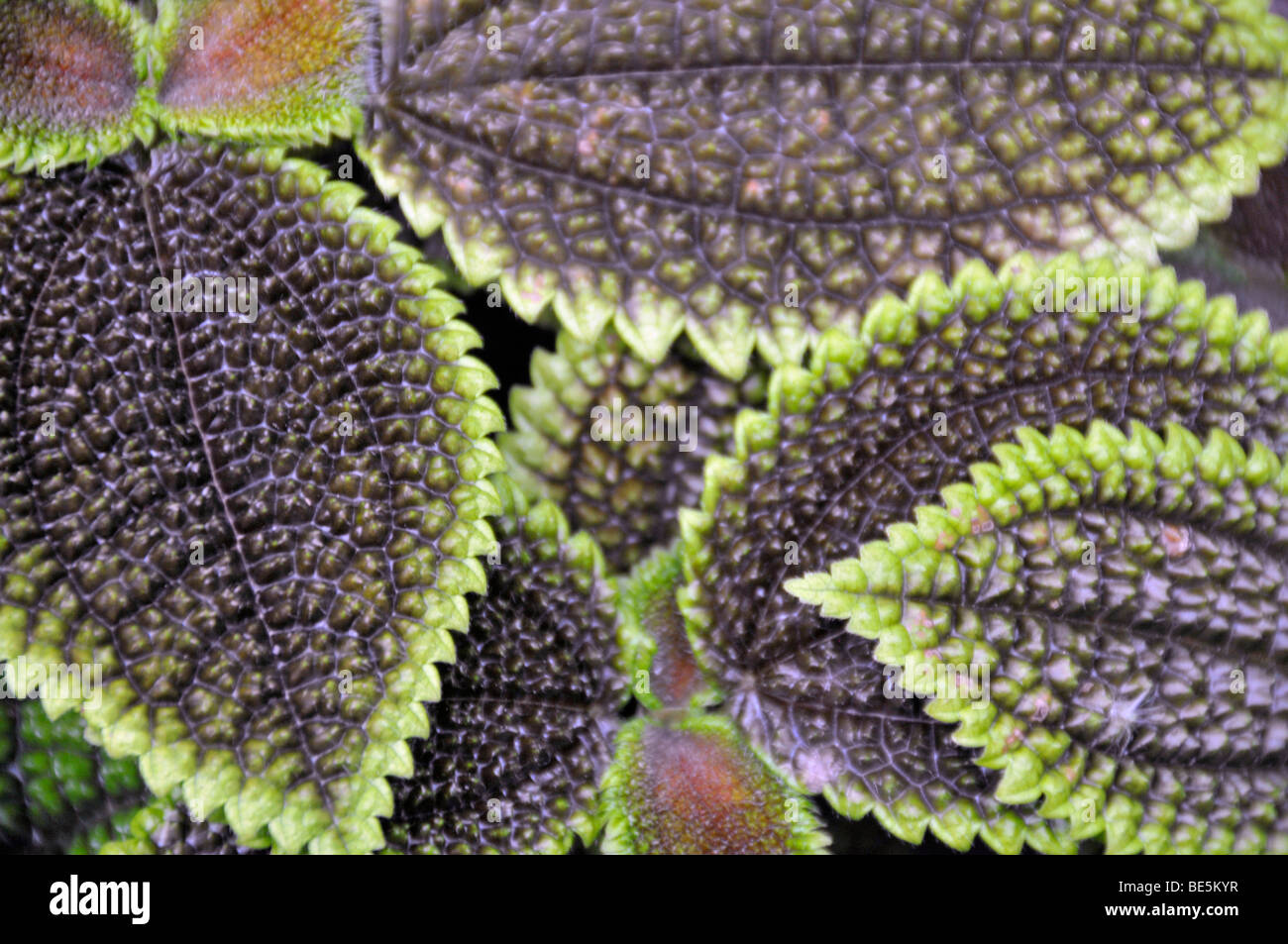 Pilea hi-res stock photography and images - Alamy