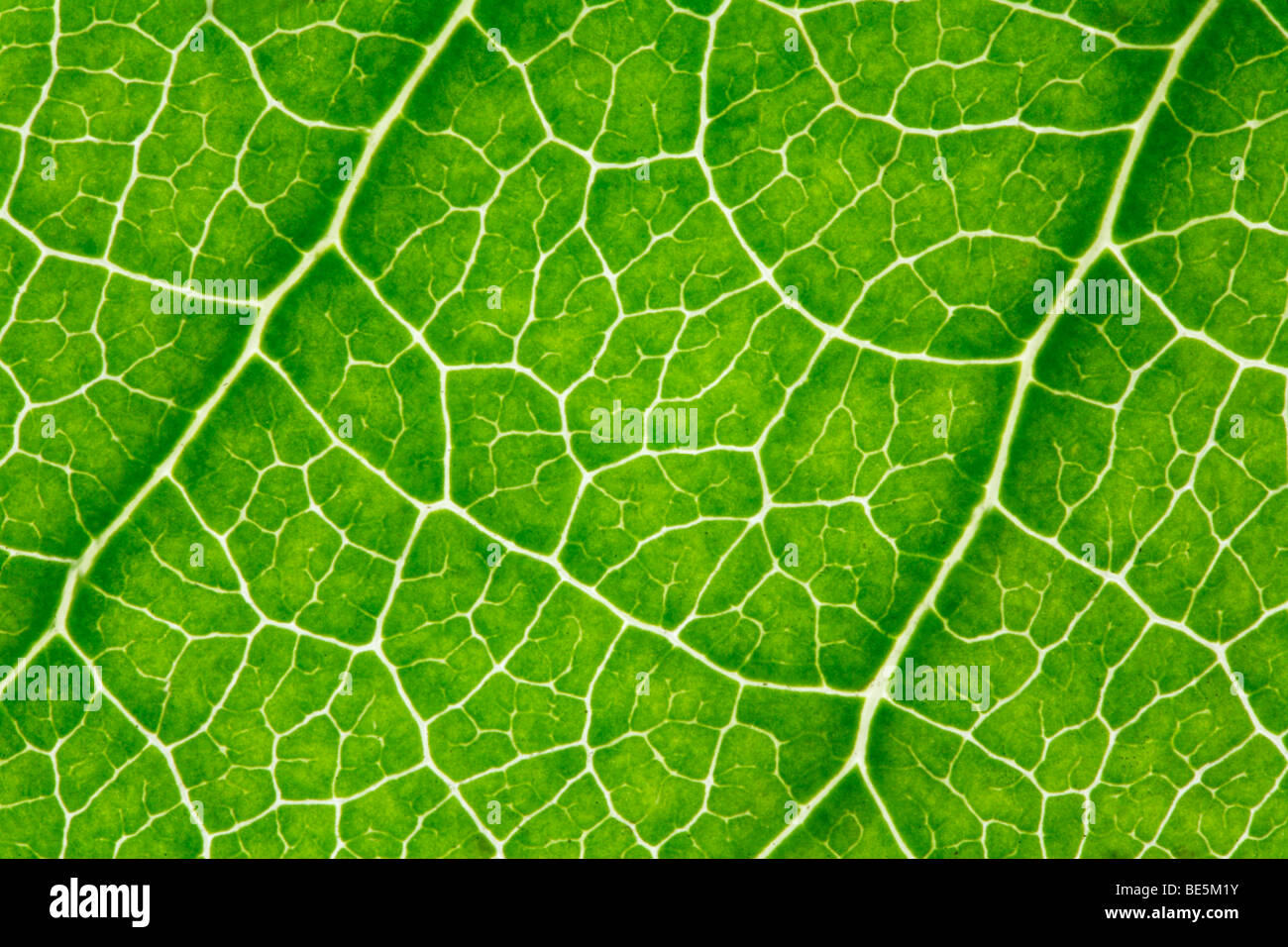 Leaf veins hi-res stock photography and images - Alamy