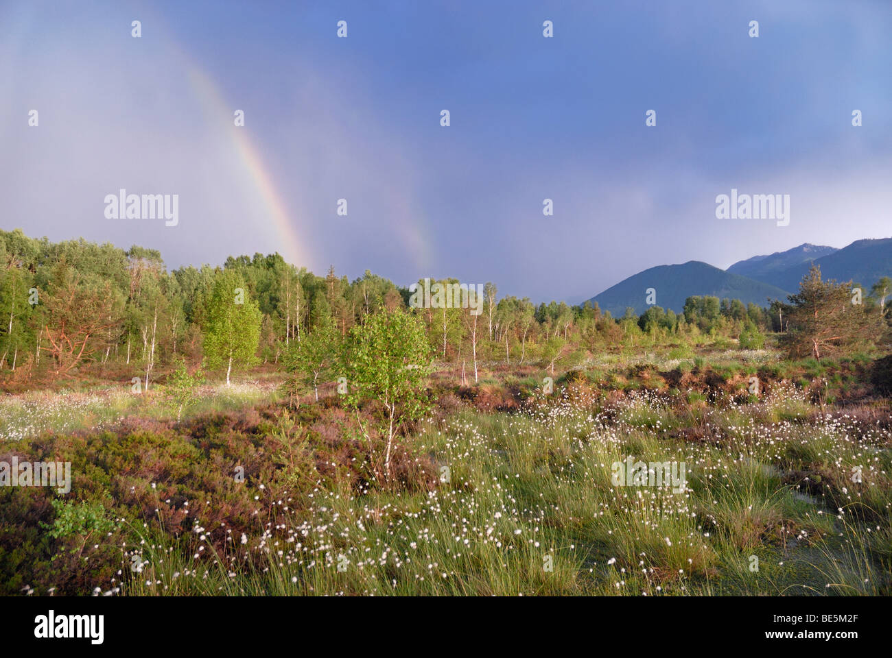 Heidekraut moorland hi-res stock photography and images - Alamy