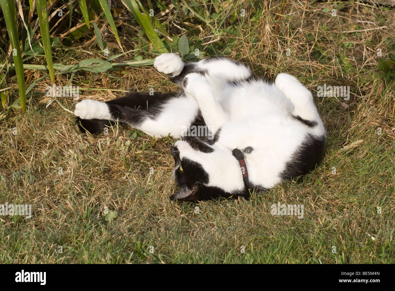 Tat the Lovely Black and White Tom-cat Lying on His Back in Playful ...