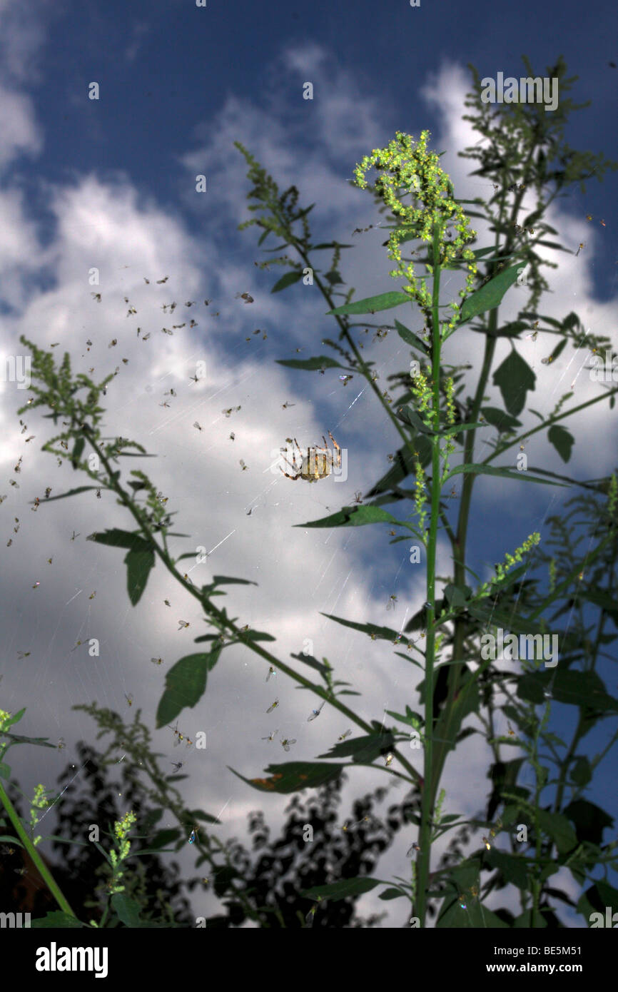 Orb weaver spider web hi-res stock photography and images - Alamy