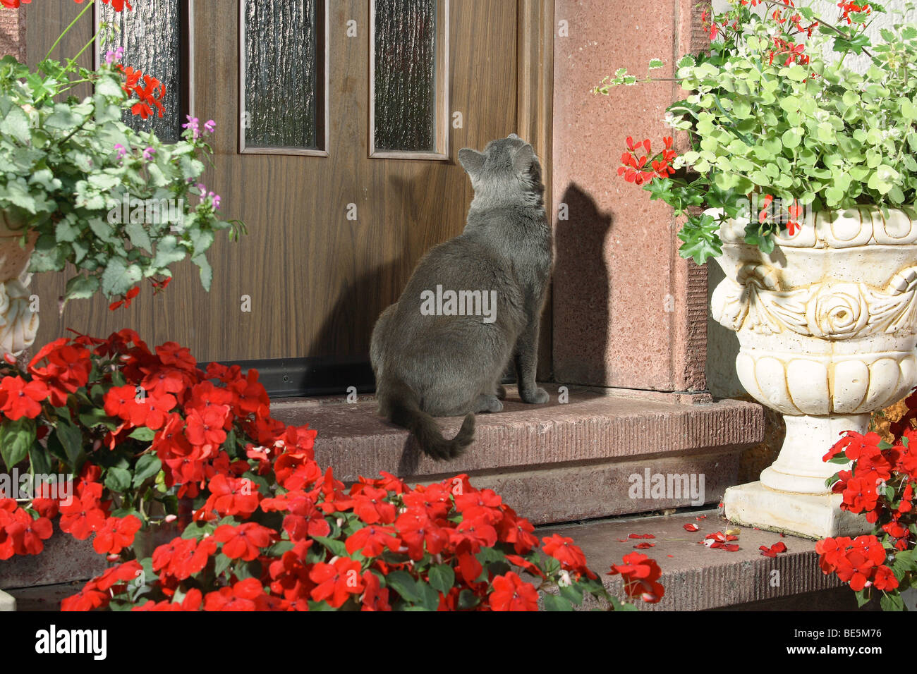 grey domestic cat at door Stock Photo - Alamy