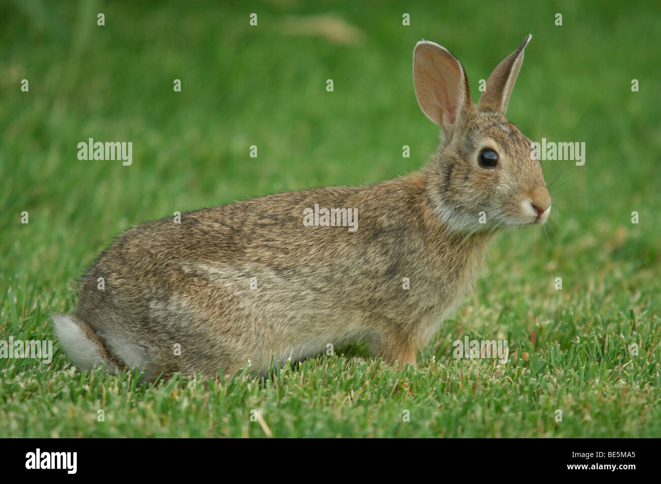 Sylvilagus Nuttallii