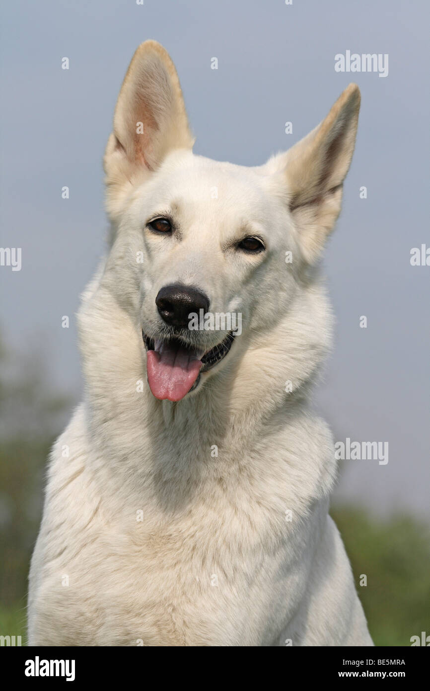 White Swiss Shepherd, Berger Blanc Suisse, portrait Stock Photo - Alamy