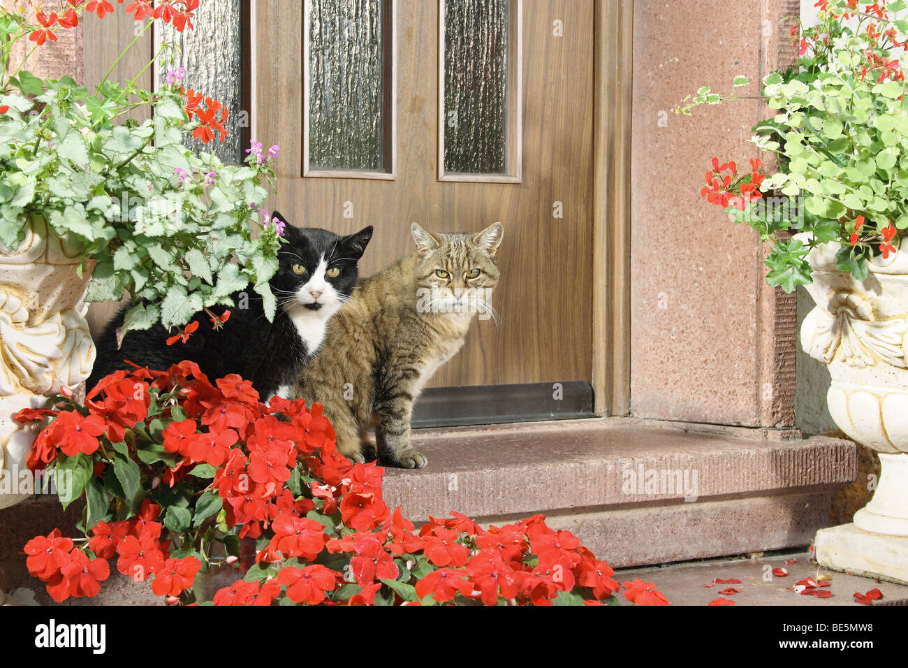 two domestic cats at door Stock Photo - Alamy