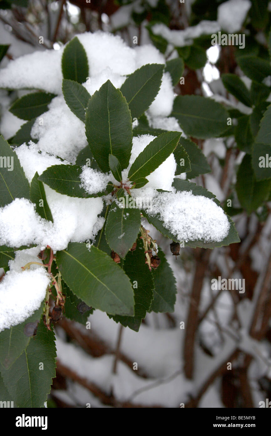 Shrub covered in snow Stock Photo - Alamy