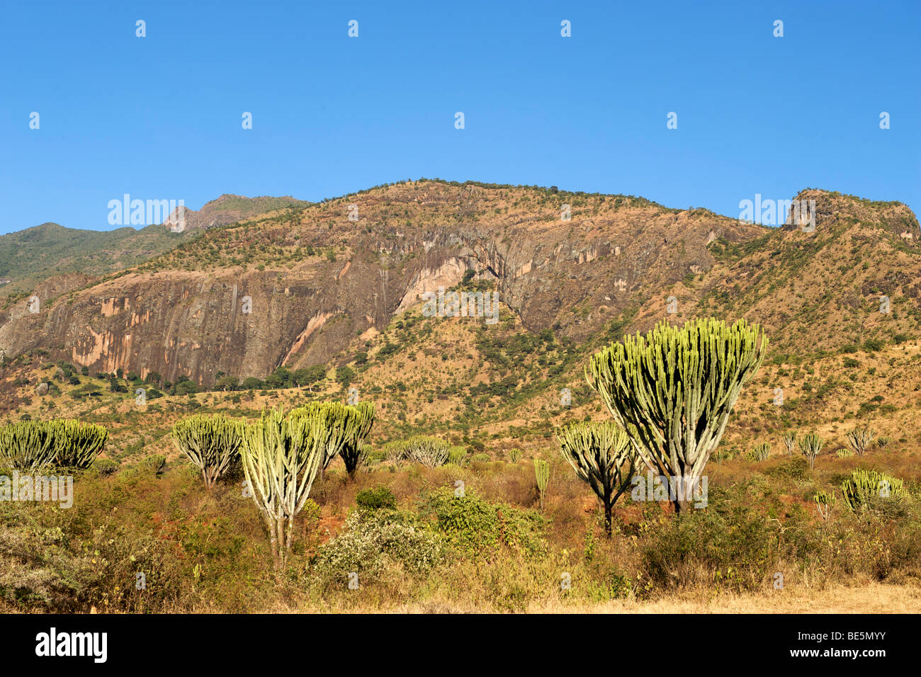Cacti covered landscape surrounding Mount Moroto (3084m) in eastern ...