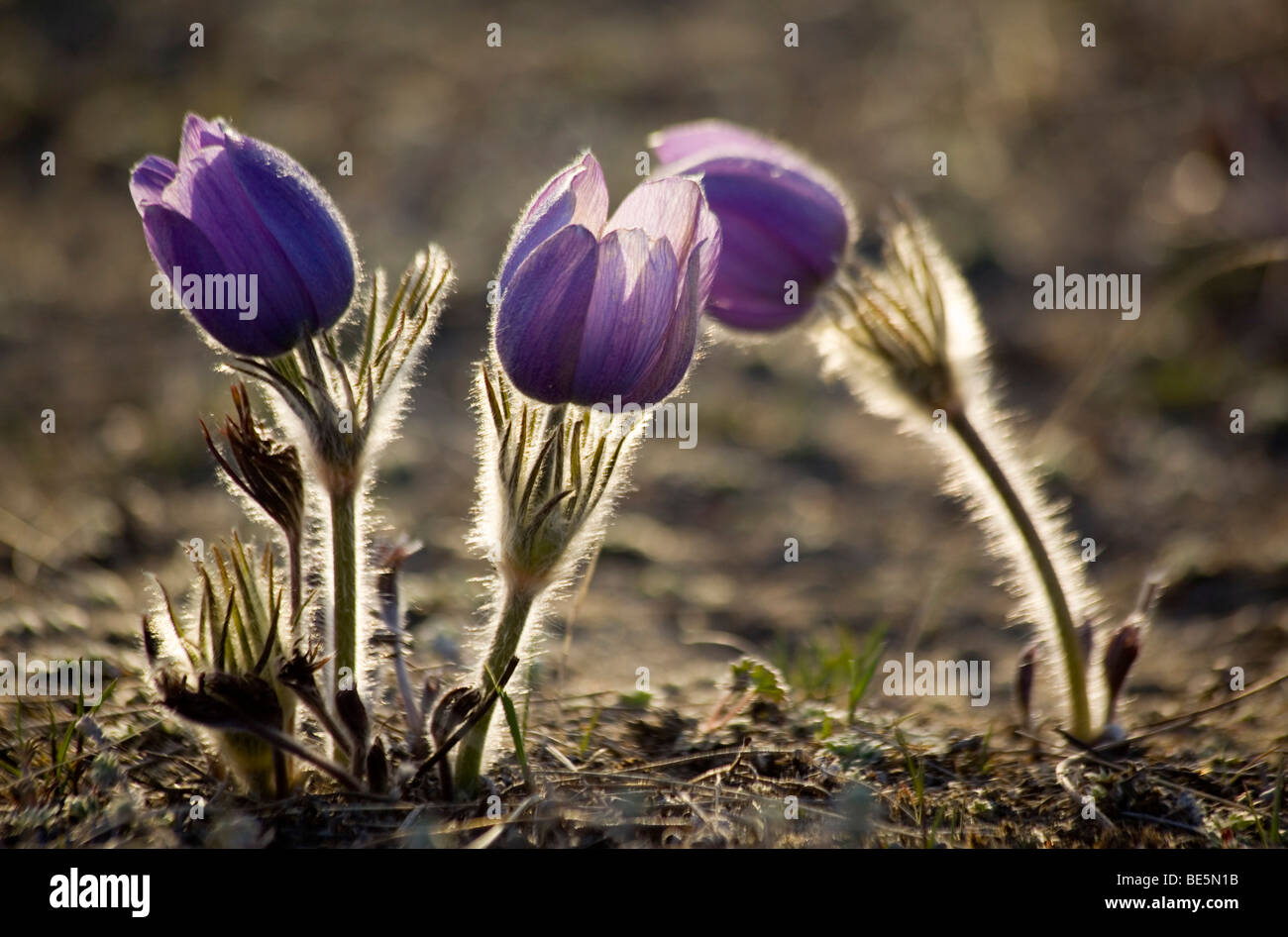 Prairie crocus canada spring hi-res stock photography and images - Alamy