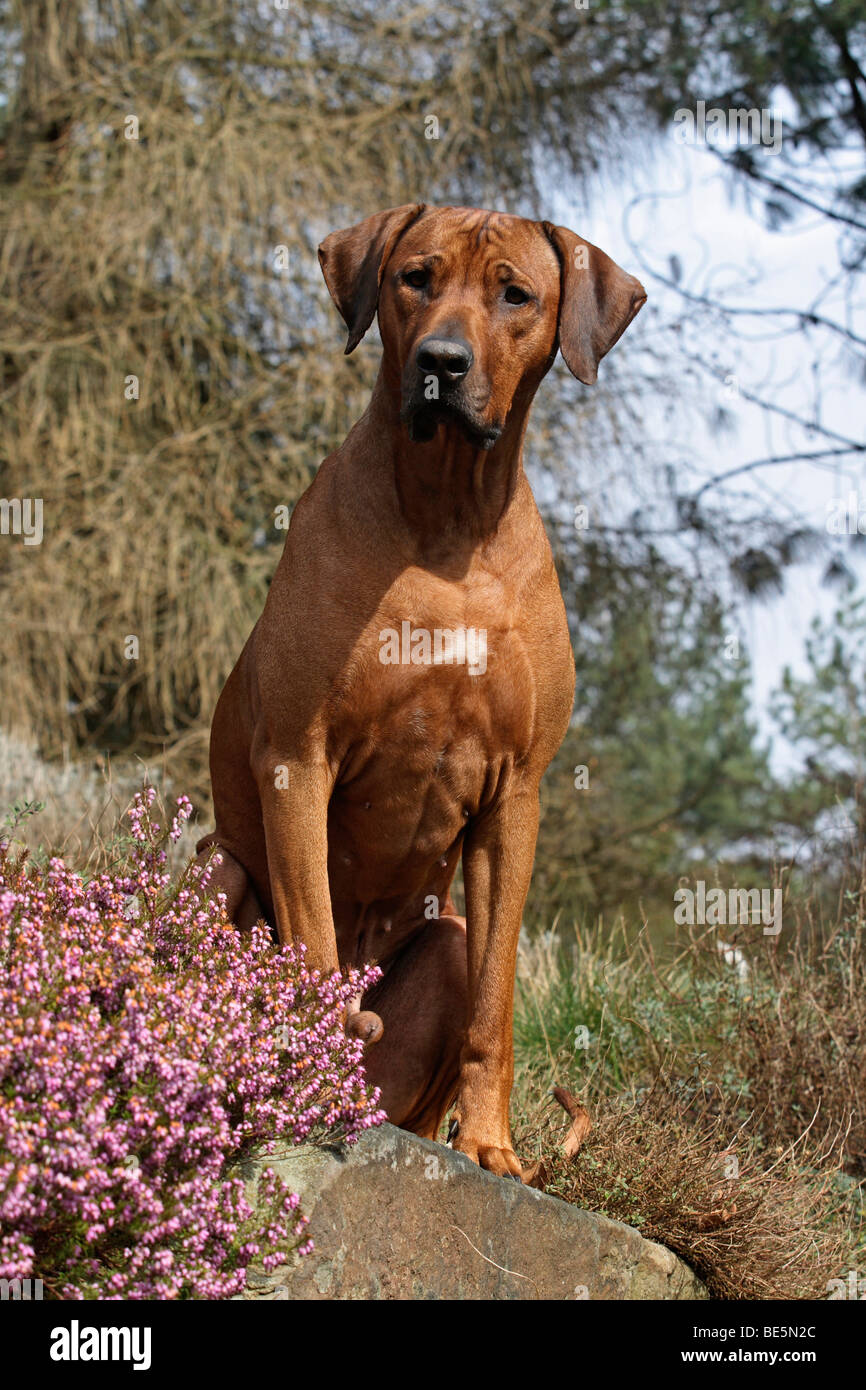 Rhodesian Ridgeback dog sitting on rocks next to heather Stock Photo ...