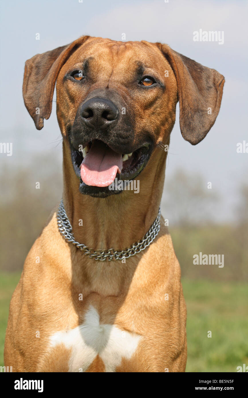 Rhodesian Ridgeback, portrait Stock Photo - Alamy