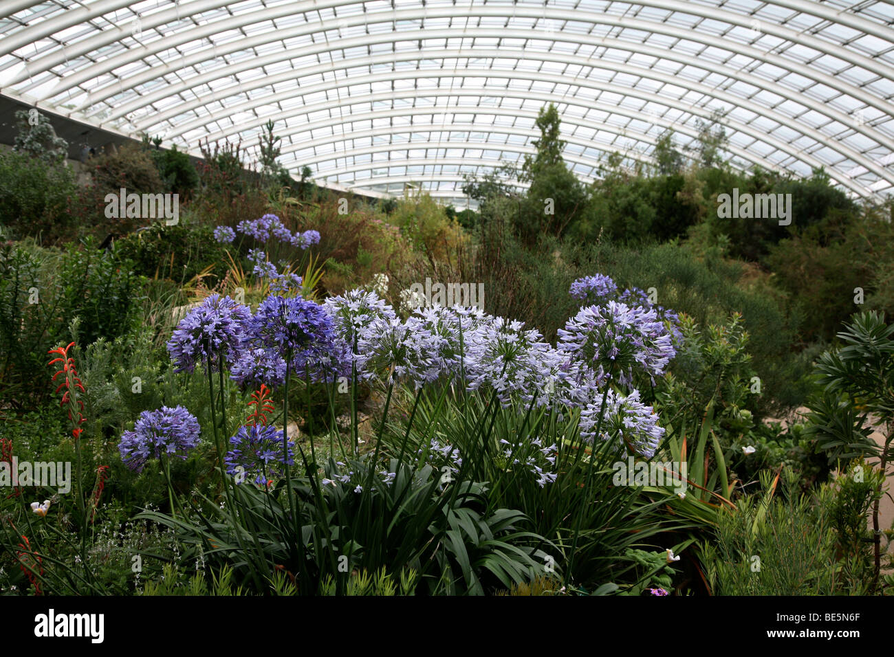 Agapanthus, National Botanic Garden of Wales, Carmarthenshire Stock ...