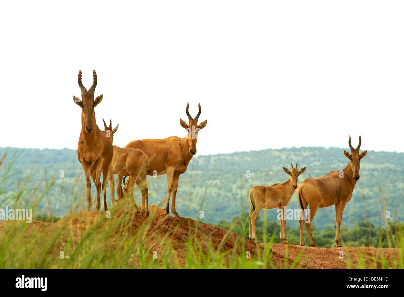 Jackson's hartebeest in Murchison Falls National Park in Uganda Stock ...