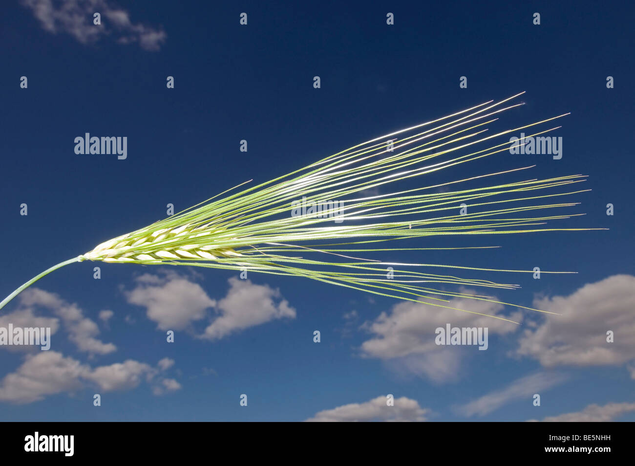 Barley (Hordeum vulgare Stock Photo - Alamy