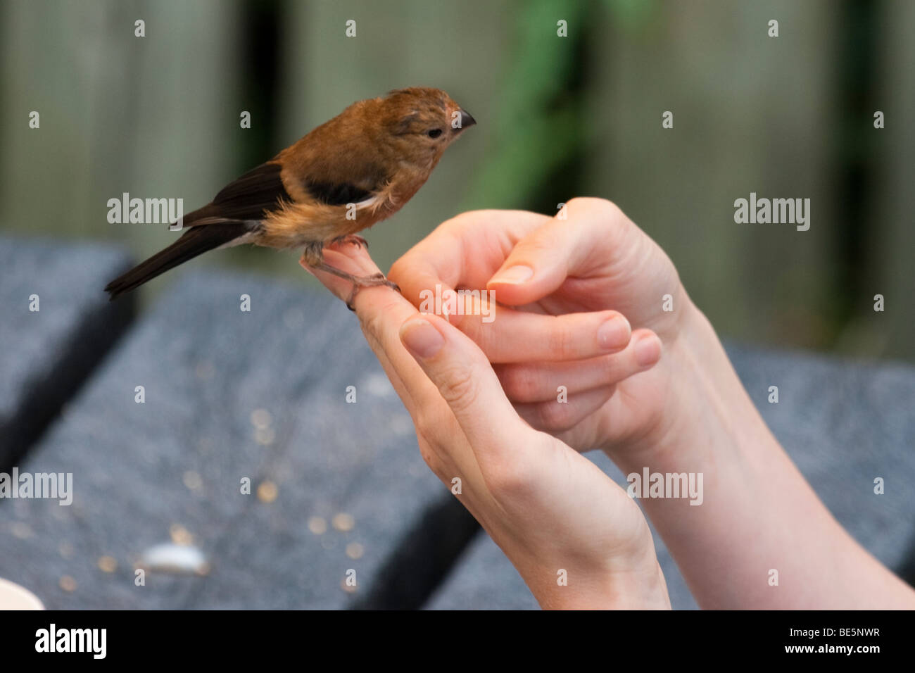 Tame the bull hi-res stock photography and images - Alamy